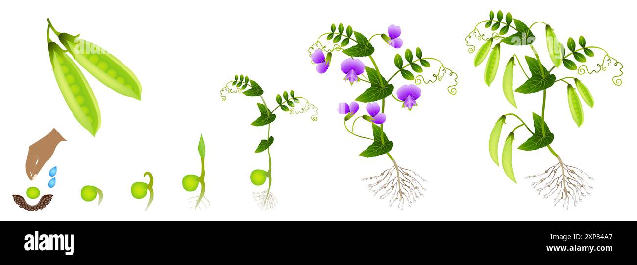 Pea plant growth stages hi-res stock photography and images - Alamy