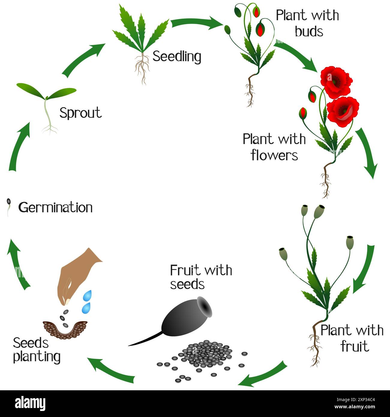 A growth cycle of poppy plant on a white background Stock Vector Image ...