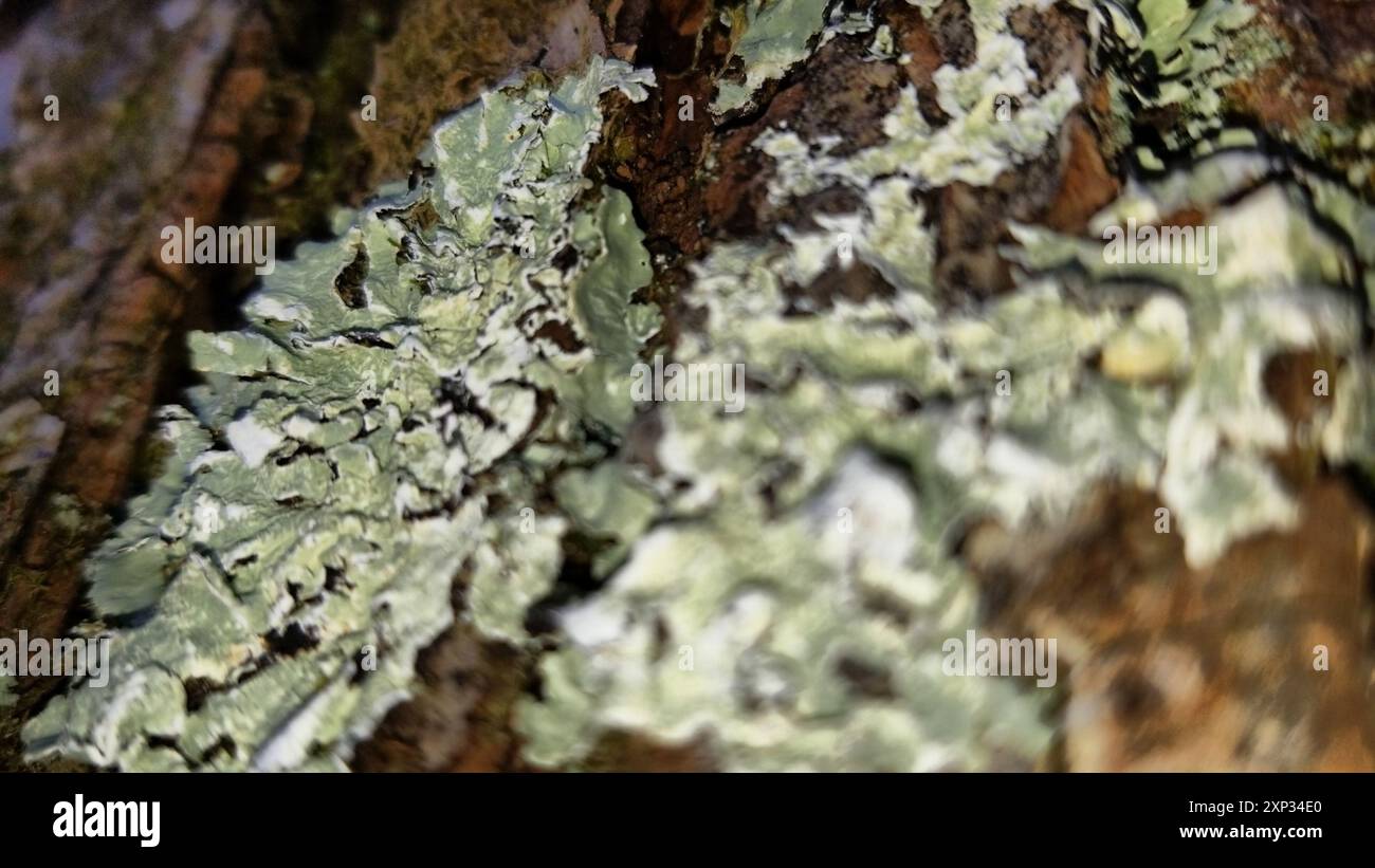 common greenshield lichen (Flavoparmelia caperata) Fungi Stock Photo ...