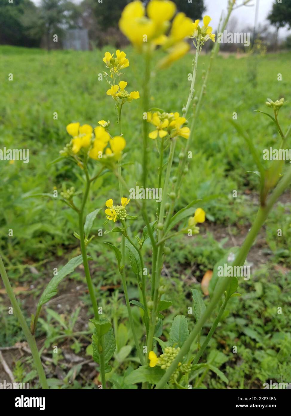 annual bastard cabbage (Rapistrum rugosum) Plantae Stock Photo - Alamy