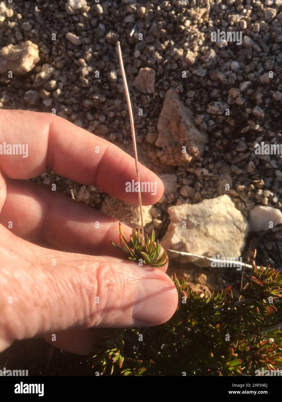 Dicots magnoliopsida plantae 台灣新北市 hi-res stock photography and images ...