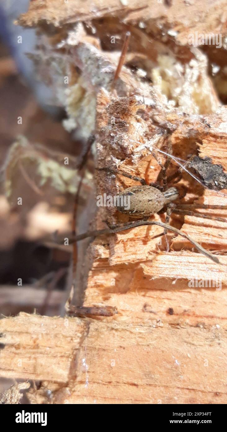 Sheetweb Spiders (Cambridgea) Arachnida Stock Photo - Alamy