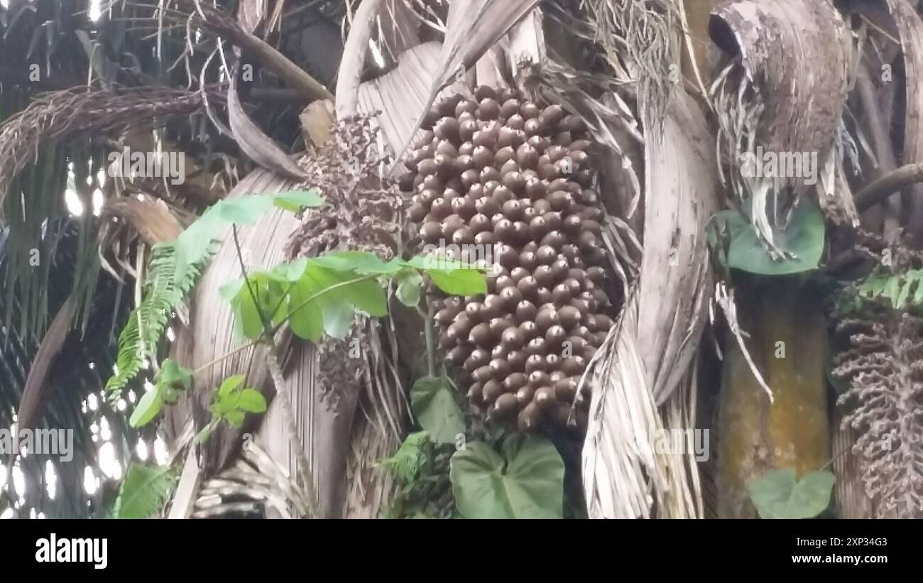 Cohune Palm (Attalea cohune) Plantae Stock Photo - Alamy