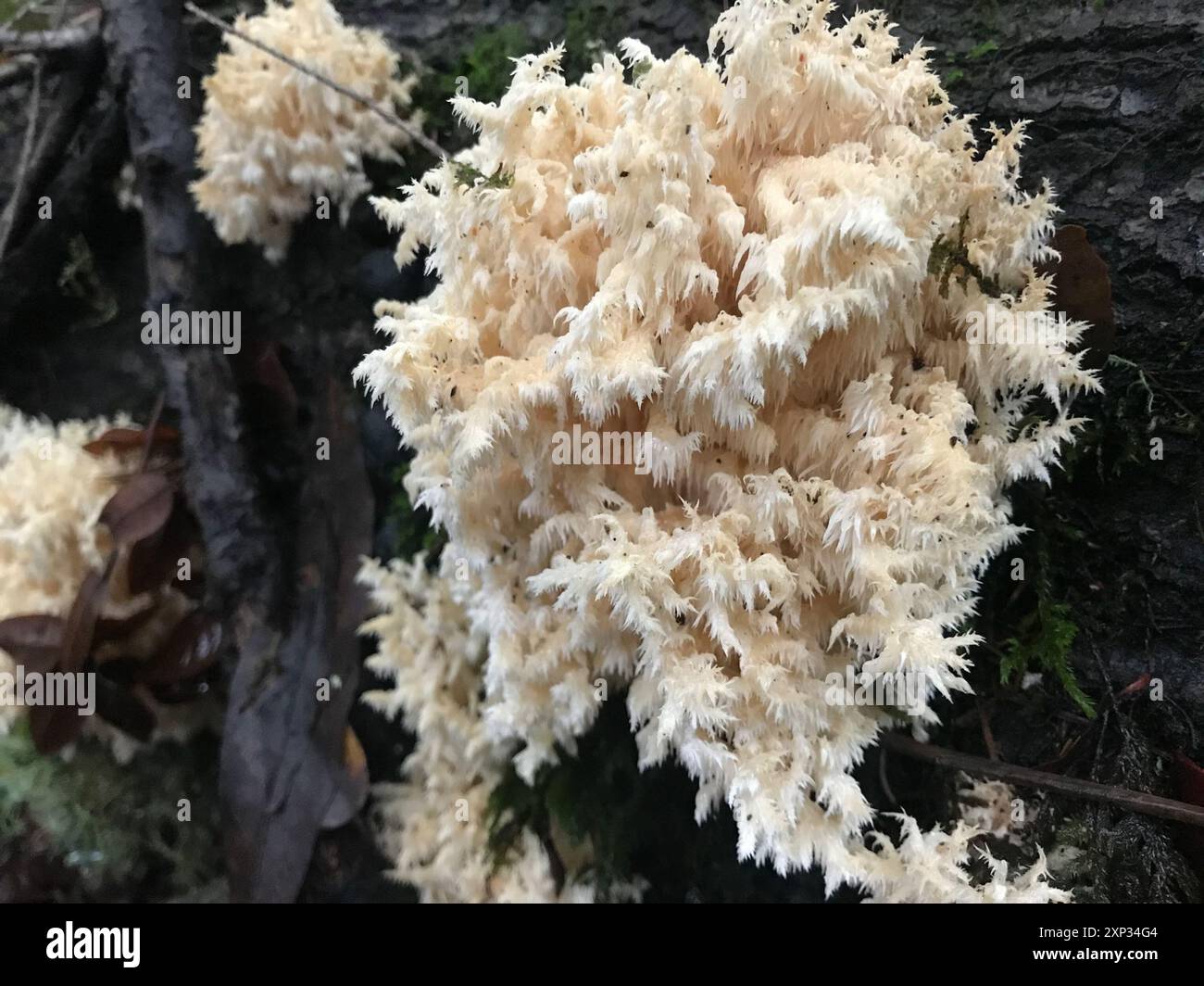 Coral tooth fungus (Hericium coralloides) Fungi Stock Photo - Alamy