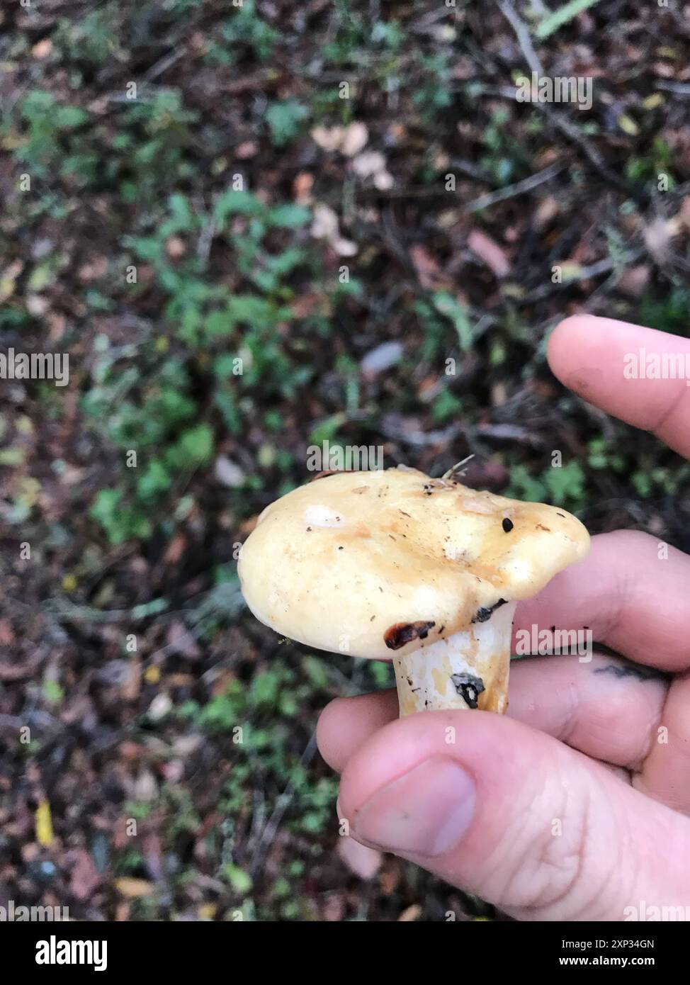 golden milkcap (Lactarius alnicola) Fungi Stock Photo - Alamy