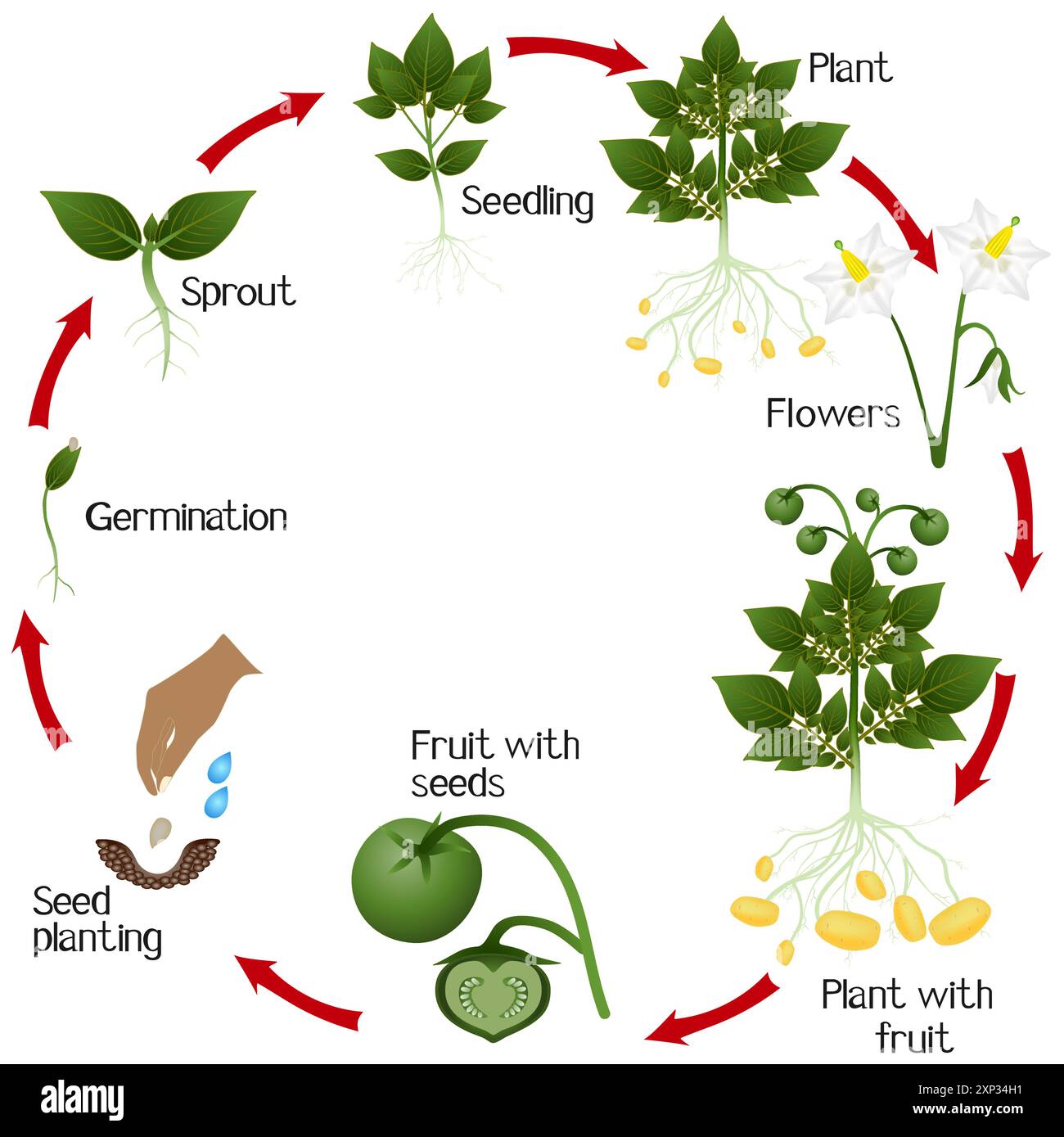 A growth cycle of potato growing from seeds, on a white background ...