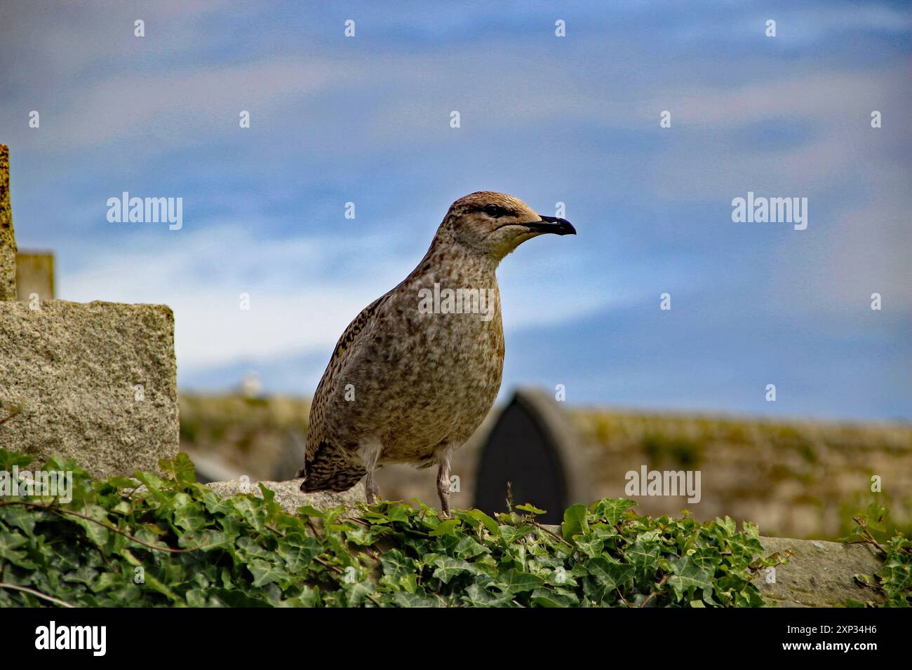 Flower and foliage of the tropical tree Magnolia Grandiflora ...