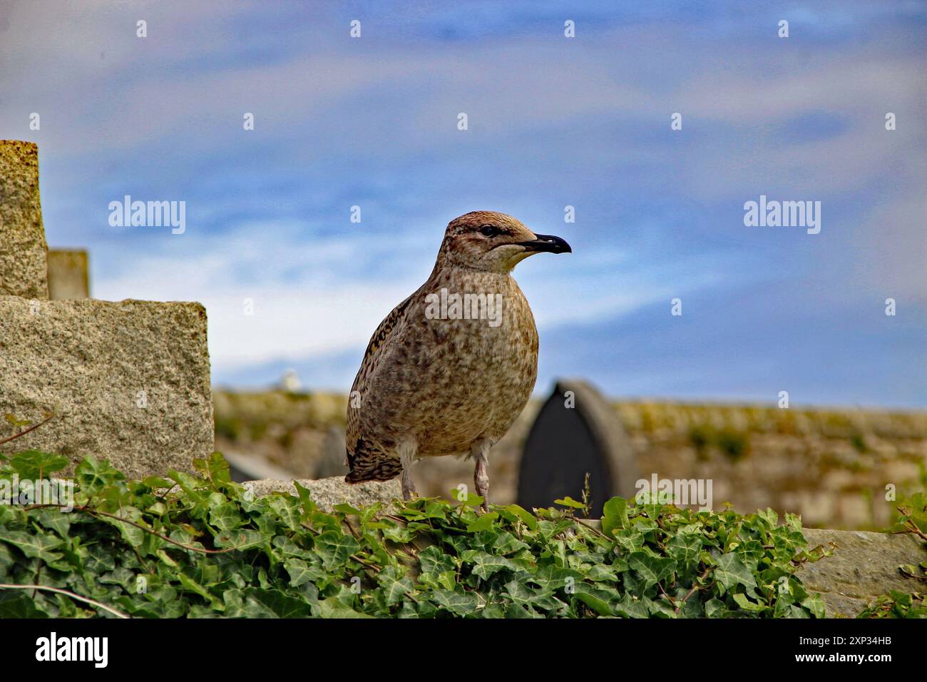 Flower and foliage of the tropical tree Magnolia Grandiflora ...