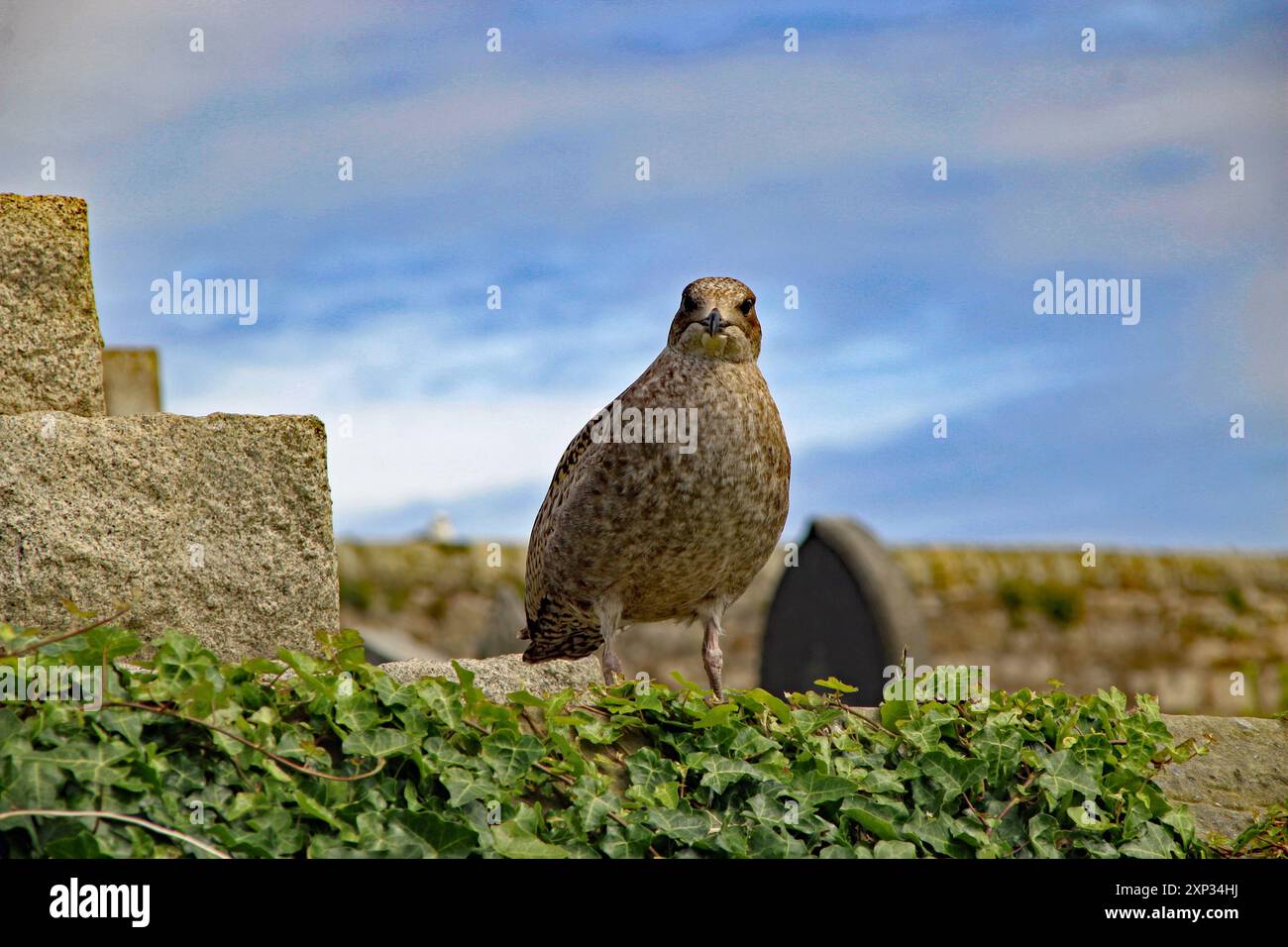 Flower and foliage of the tropical tree Magnolia Grandiflora ...
