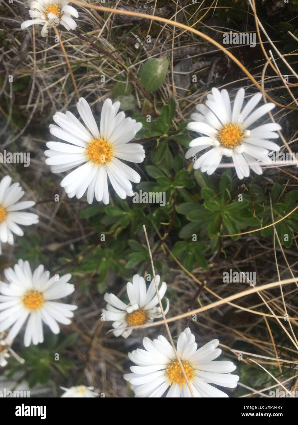 Strap- leaved Daisy (Celmisia angustifolia) Plantae Stock Photo - Alamy