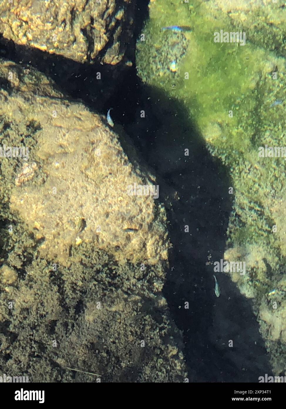 Ash Meadows Amargosa Pupfish (Cyprinodon nevadensis mionectes ...