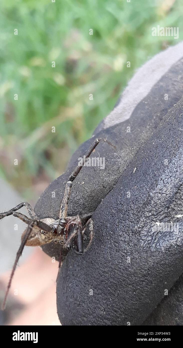Sheetweb Spiders (Cambridgea) Arachnida Stock Photo - Alamy