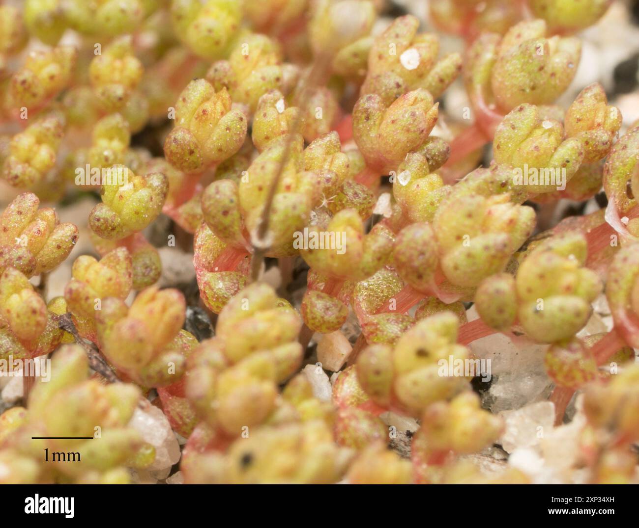 sand pygmyweed (Crassula connata) Plantae Stock Photo - Alamy