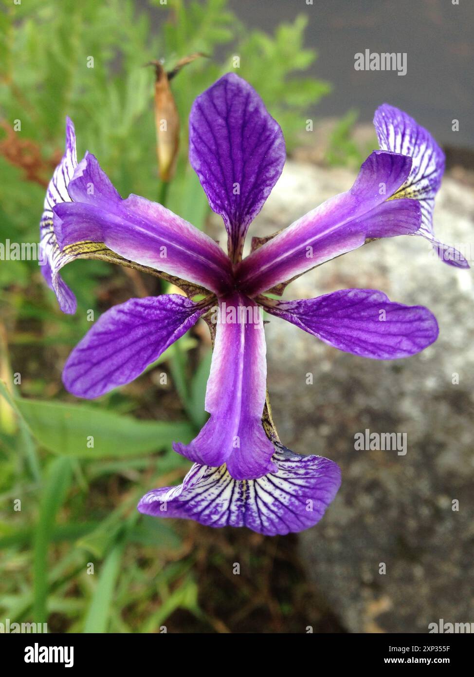 northern blue flag (Iris versicolor) Plantae Stock Photo - Alamy