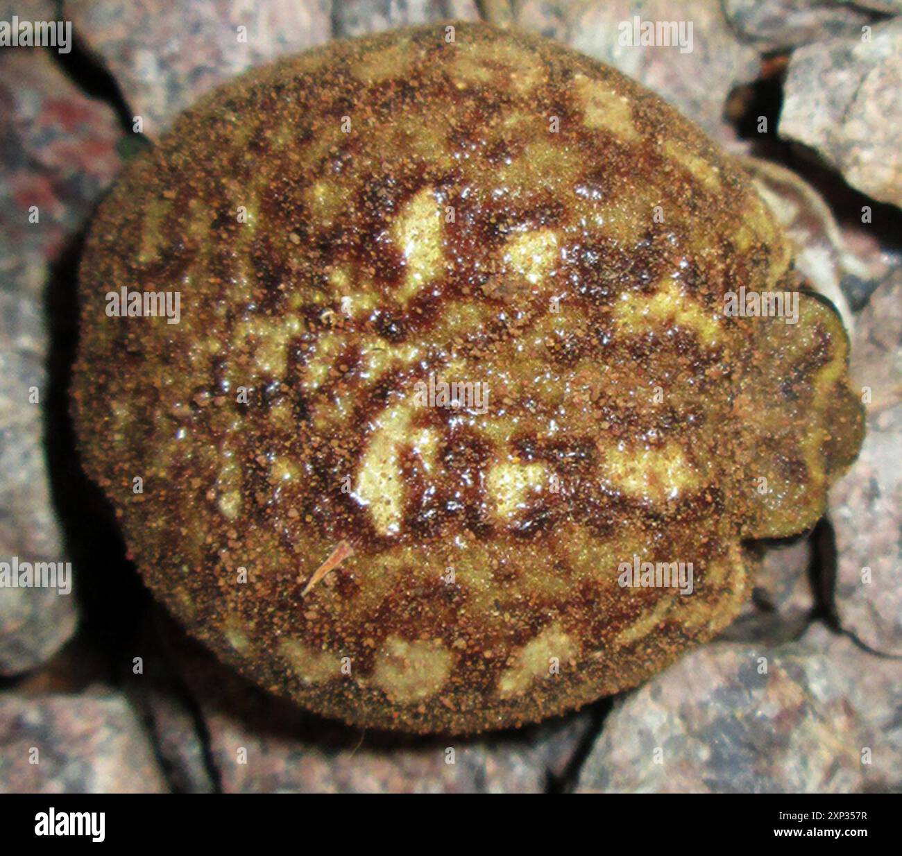 Common Rain Frog (Breviceps adspersus) Amphibia Stock Photo - Alamy