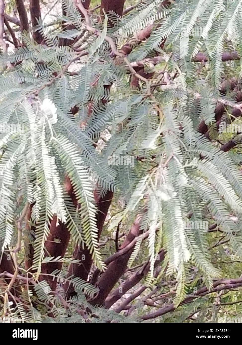 velvet mesquite (Neltuma velutina) Plantae Stock Photo - Alamy