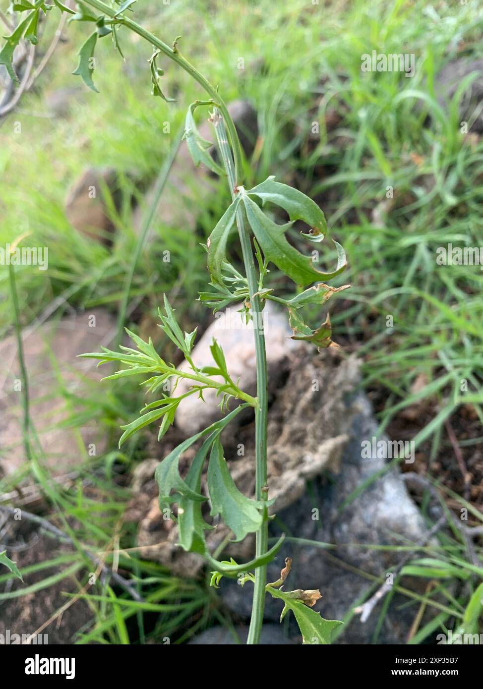San Felipe Dogweed (Adenophyllum porophylloides) Plantae Stock Photo ...