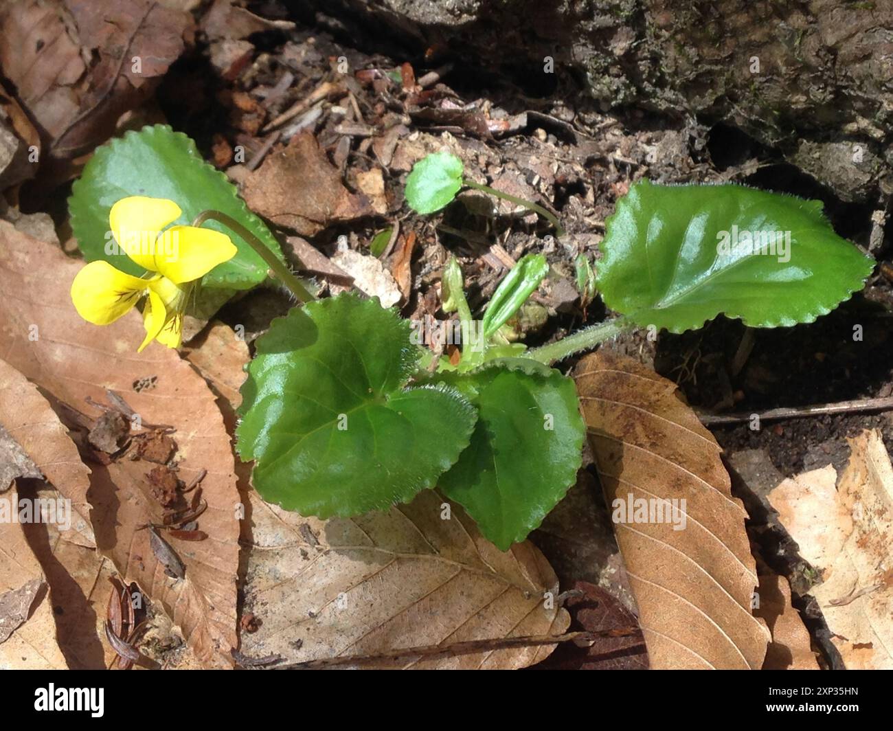 Round-leaved Violet (Viola rotundifolia) Plantae Stock Photo - Alamy