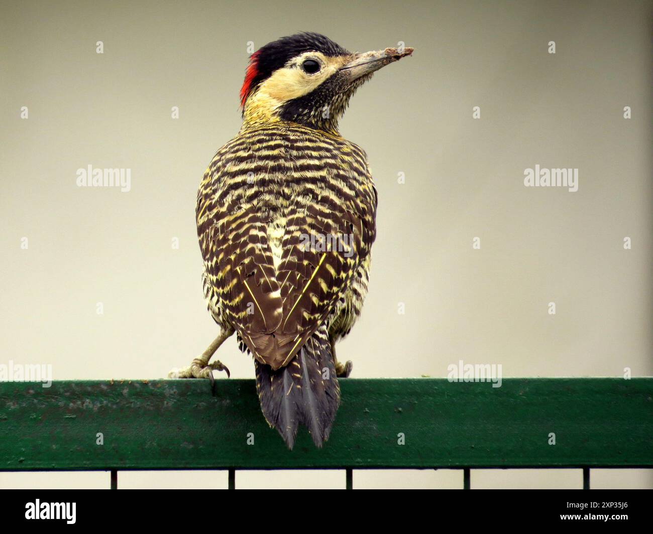 Green-barred Woodpecker (Colaptes melanochloros) Aves Stock Photo - Alamy
