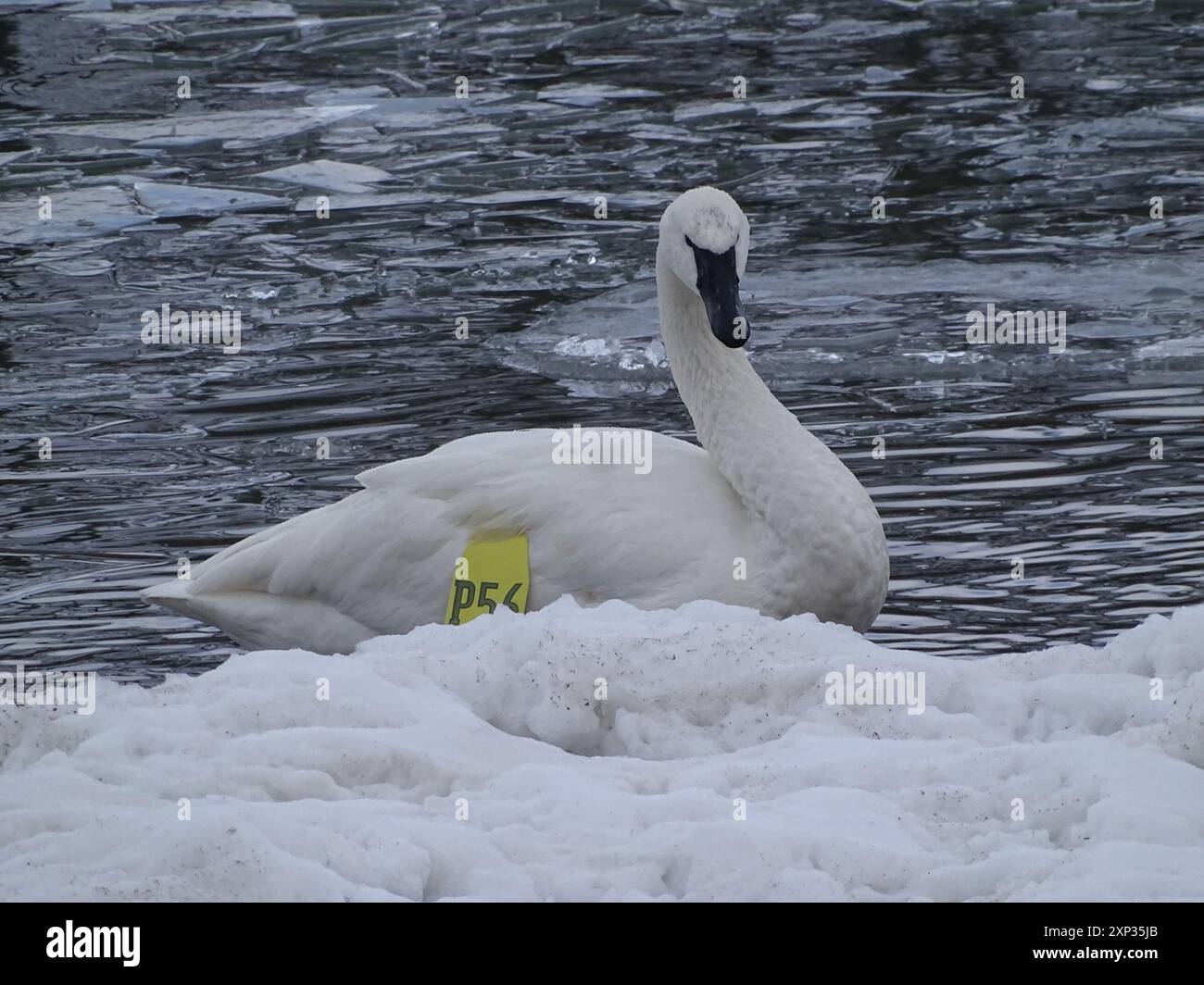 Trumpeter Swan (Cygnus buccinator) Aves Stock Photo - Alamy