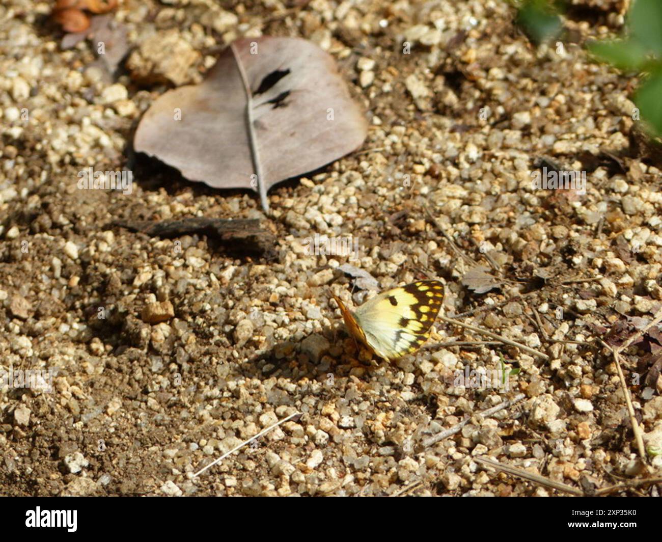 Colotis vesta hi-res stock photography and images - Alamy