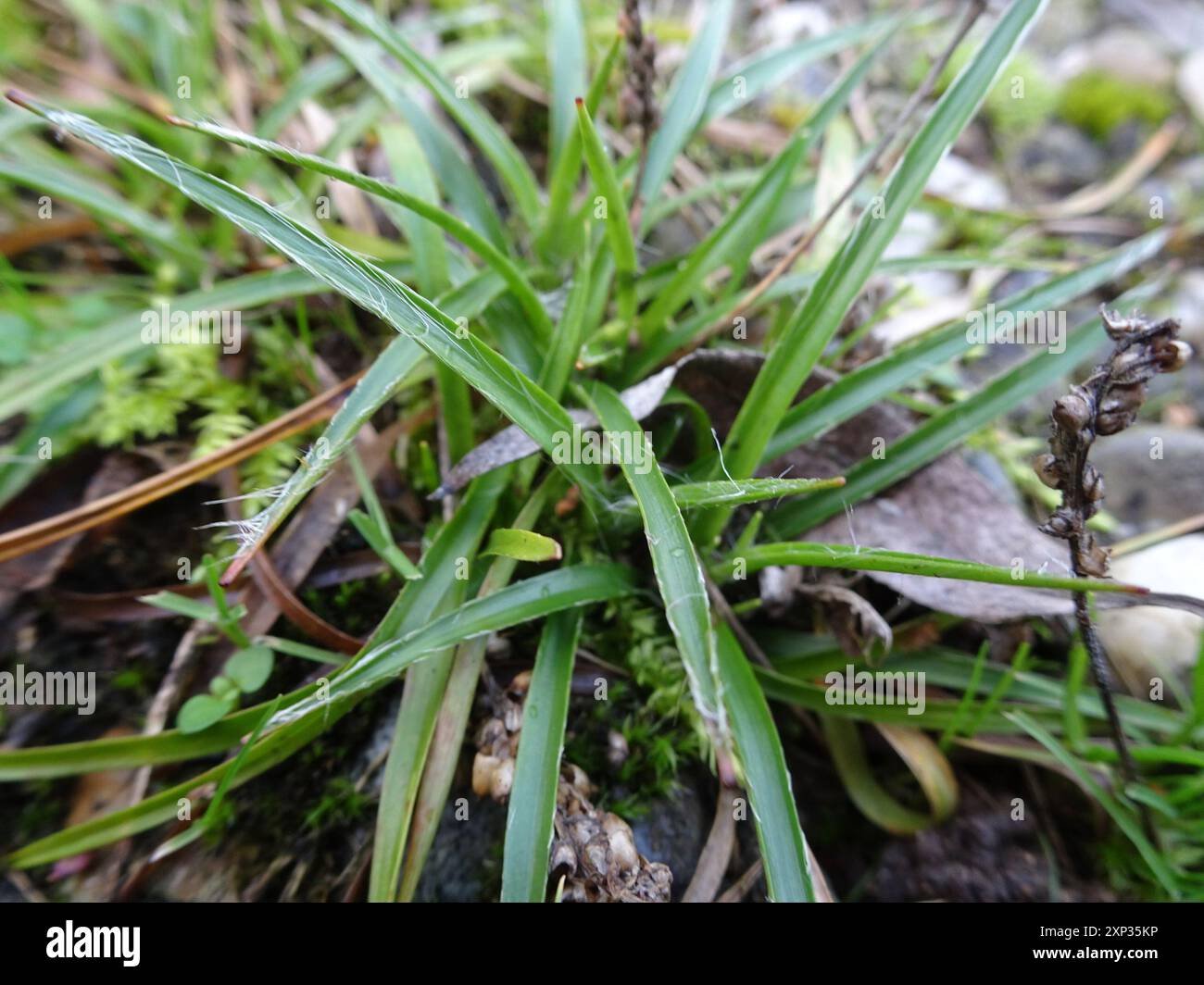 Field woodrush (Luzula campestris) Plantae Stock Photo - Alamy