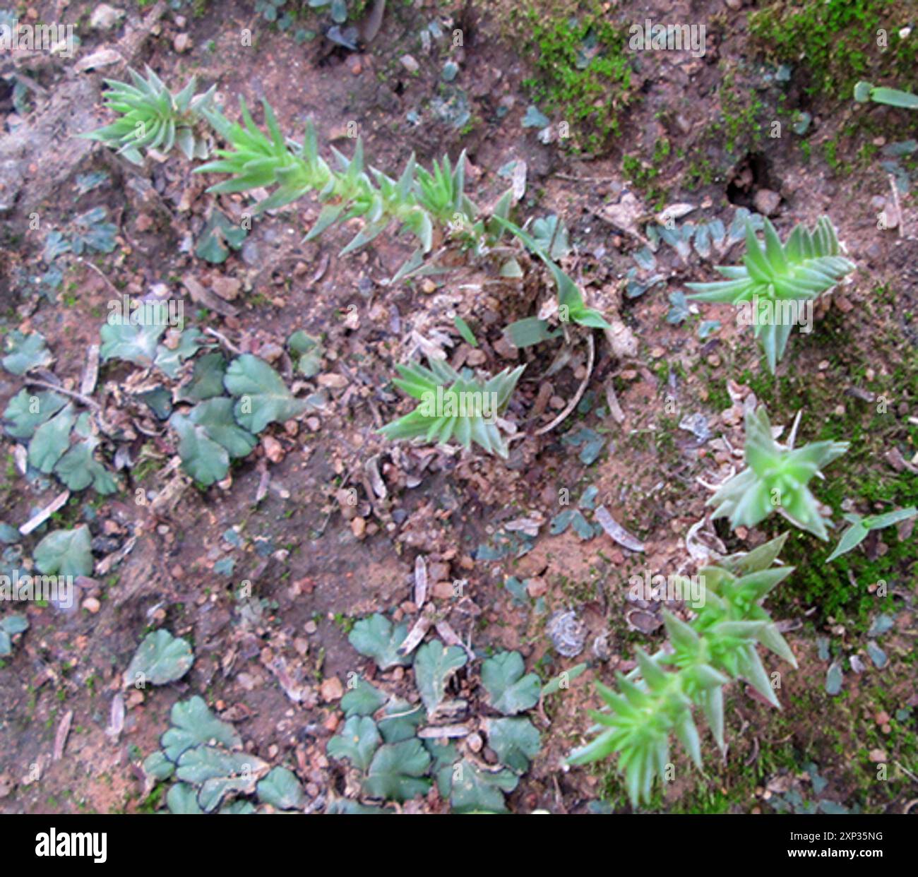 Stonecrops (Crassula) Plantae Stock Photo - Alamy