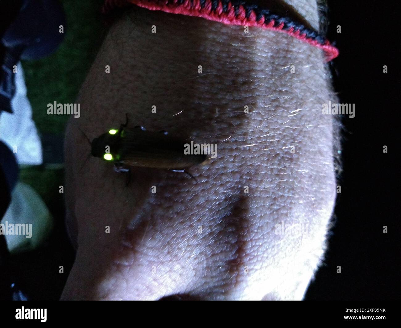 (Pyrophorus punctatissimus) Insecta Stock Photo - Alamy