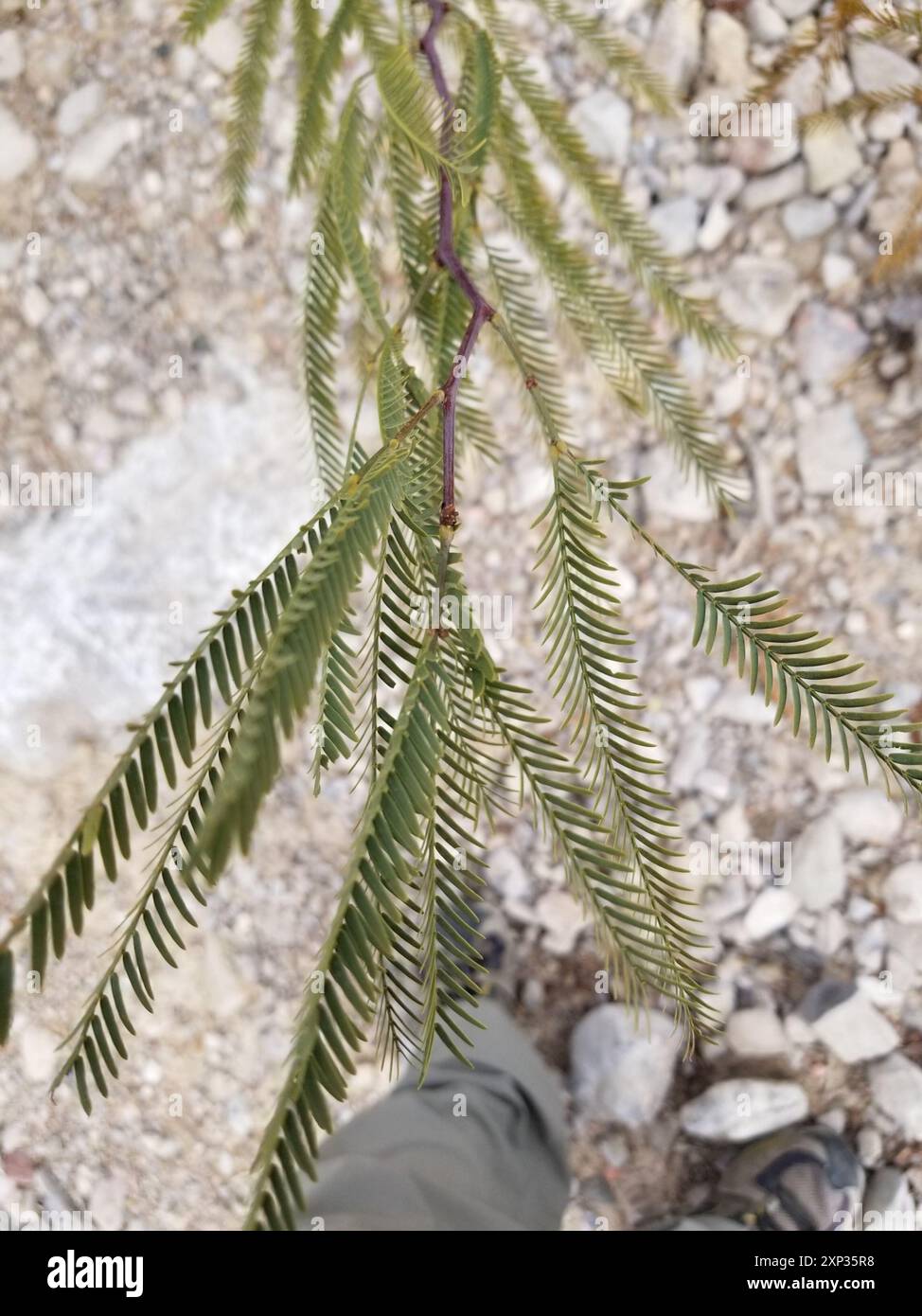 mesquites (Neltuma) Plantae Stock Photo - Alamy