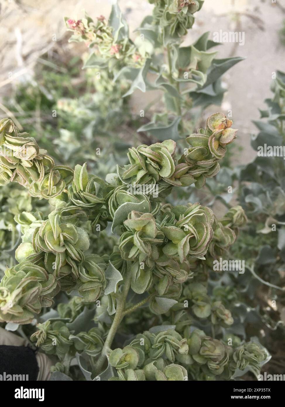 Atriplex hymenelytra hi-res stock photography and images - Alamy