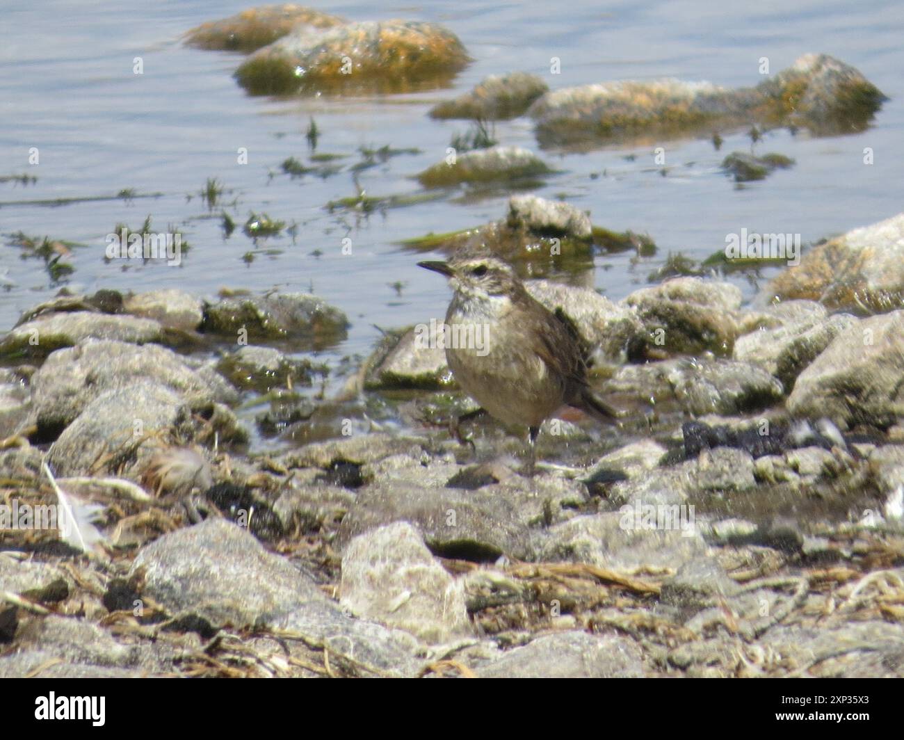 Buff-winged Cinclodes (Cinclodes fuscus) Aves Stock Photo - Alamy