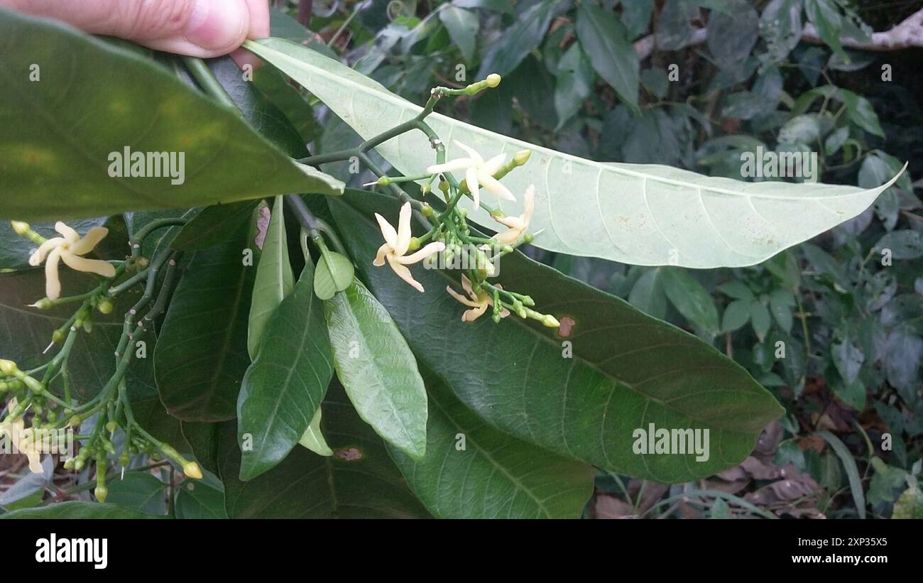 dogbane family (Apocynaceae) Plantae Stock Photo - Alamy
