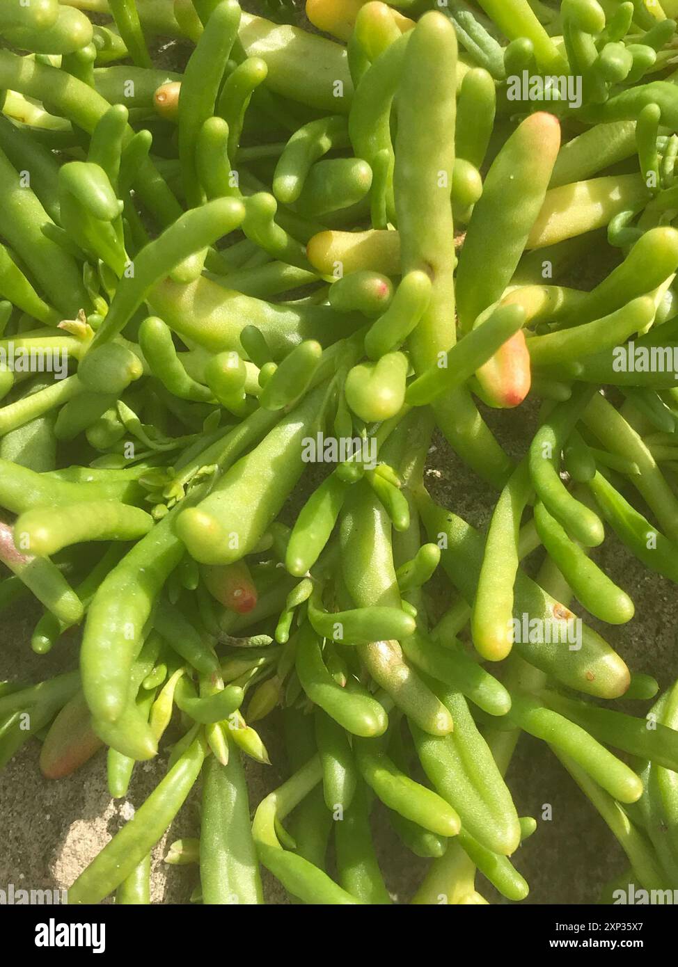 desert rockpurslane (Cistanthe ambigua) Plantae Stock Photo - Alamy