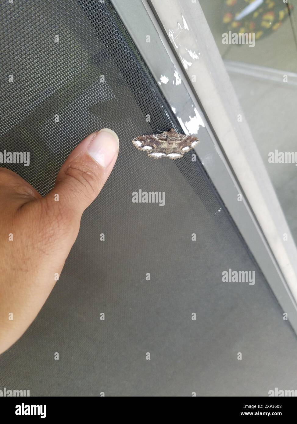 Lunate Zale Moth (Zale lunata) Insecta Stock Photo - Alamy