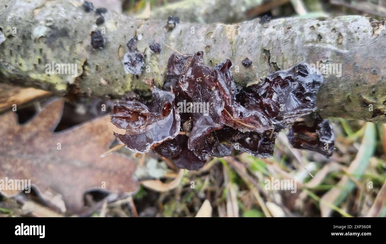 Exidia crenata hi-res stock photography and images - Alamy