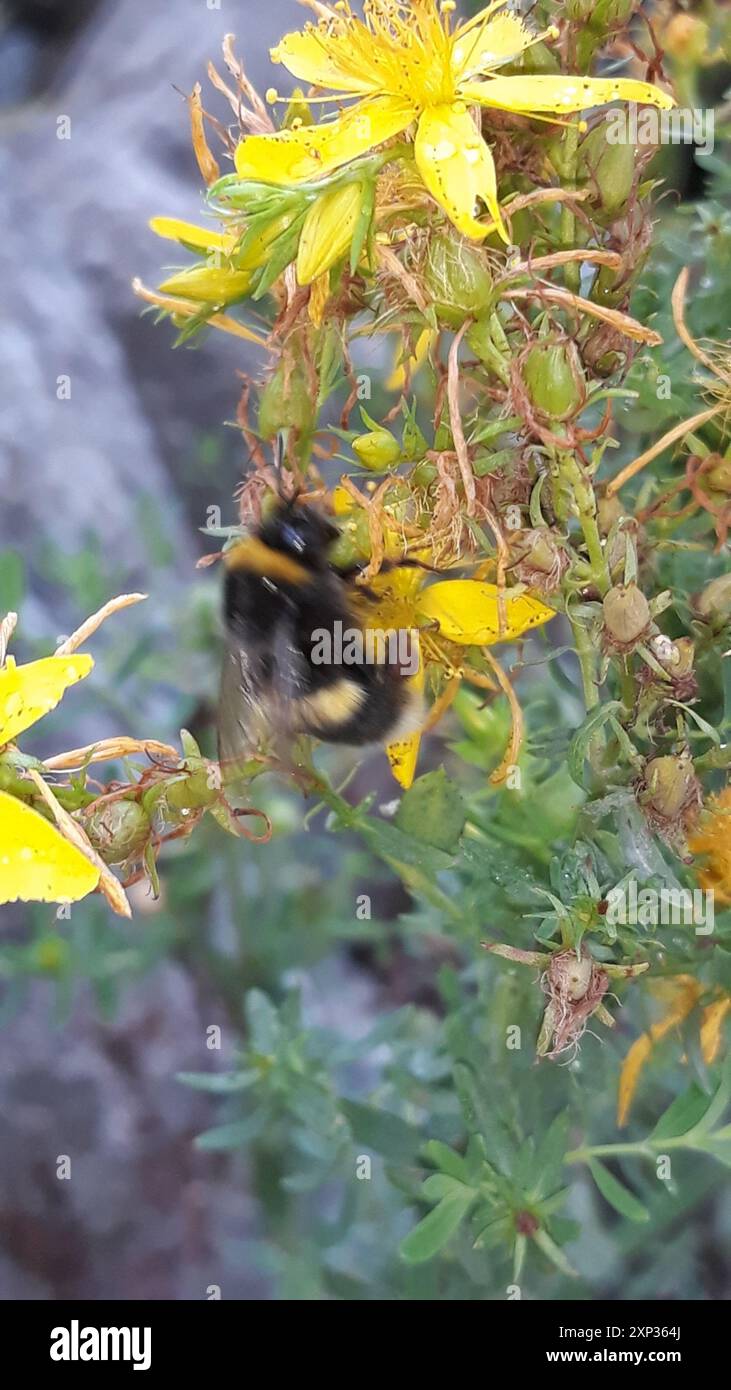 Buff-tailed Bumble Bee (Bombus terrestris) Insecta Stock Photo - Alamy