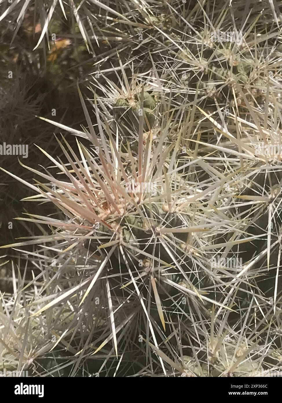 Silver Cholla (Cylindropuntia echinocarpa) Plantae Stock Photo - Alamy