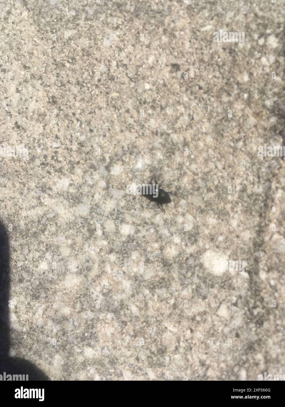 Billbug Weevils (Sphenophorus) Insecta Stock Photo - Alamy