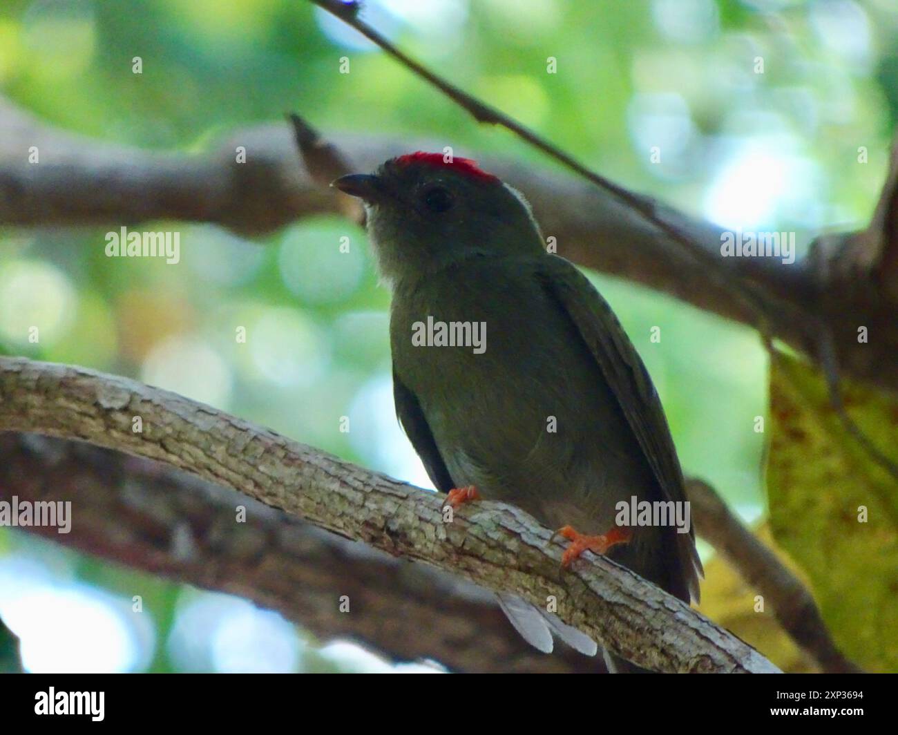 Lance tailed manakin chiroxiphia lanceolata hi-res stock photography ...