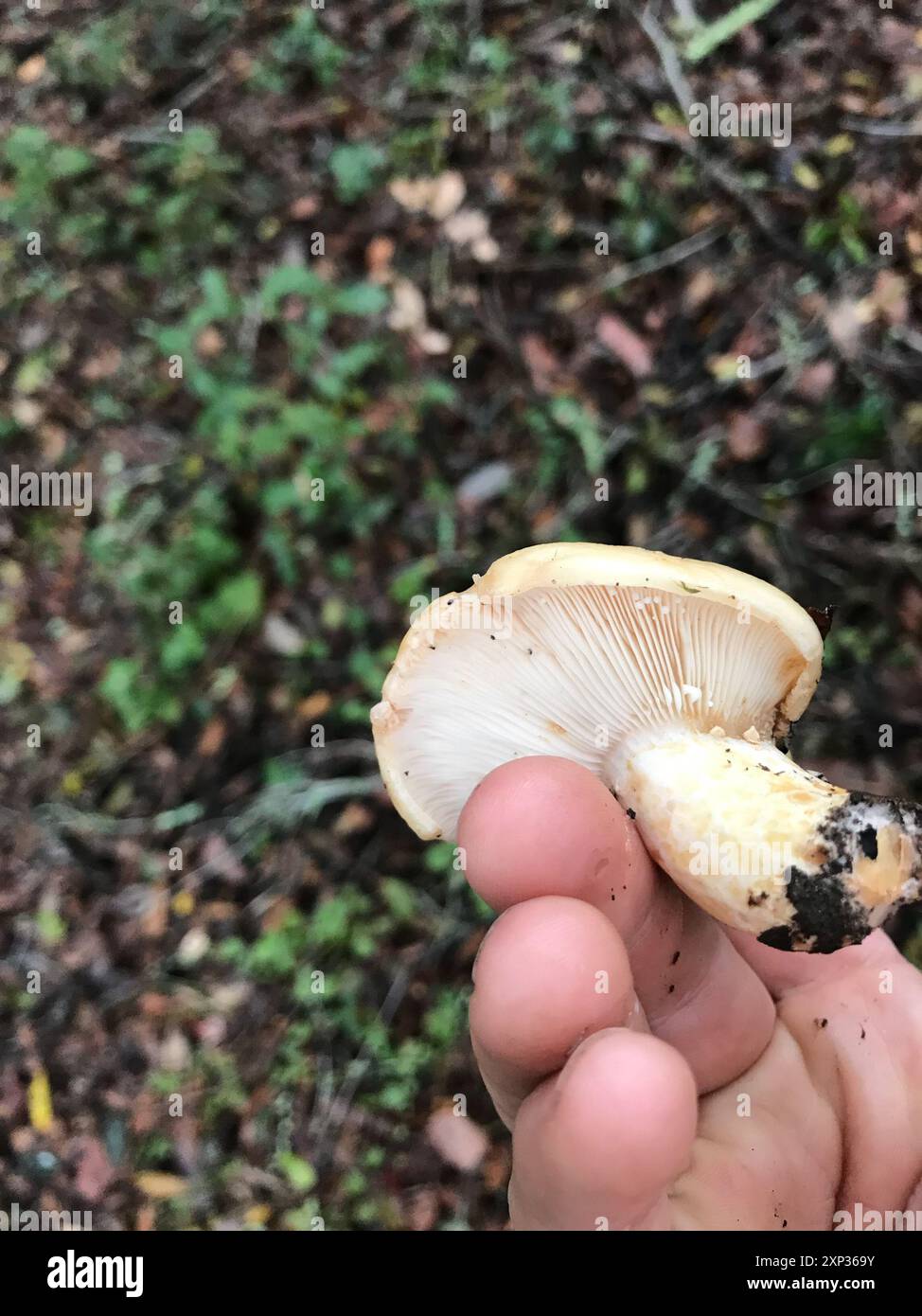 golden milkcap (Lactarius alnicola) Fungi Stock Photo - Alamy