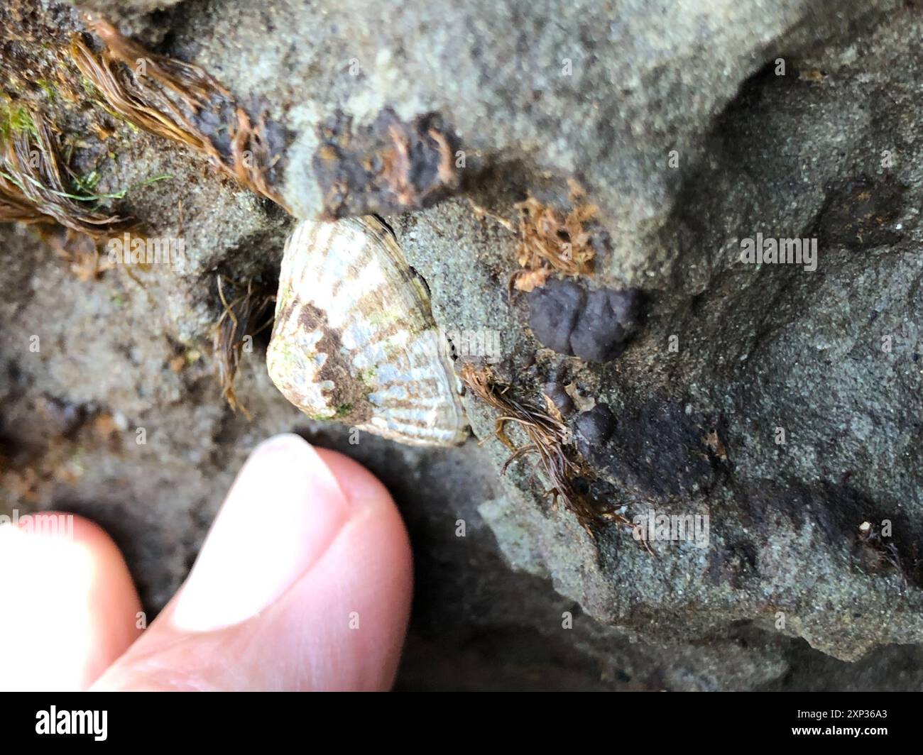 True Limpets (Patellogastropoda) Mollusca Stock Photo - Alamy