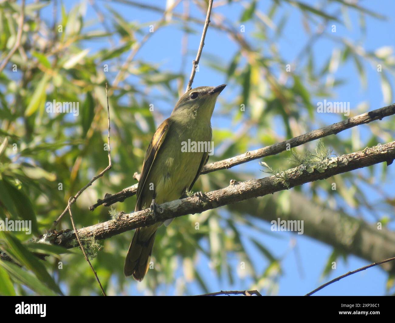 White-winged Becard (Pachyramphus polychopterus) Aves Stock Photo - Alamy