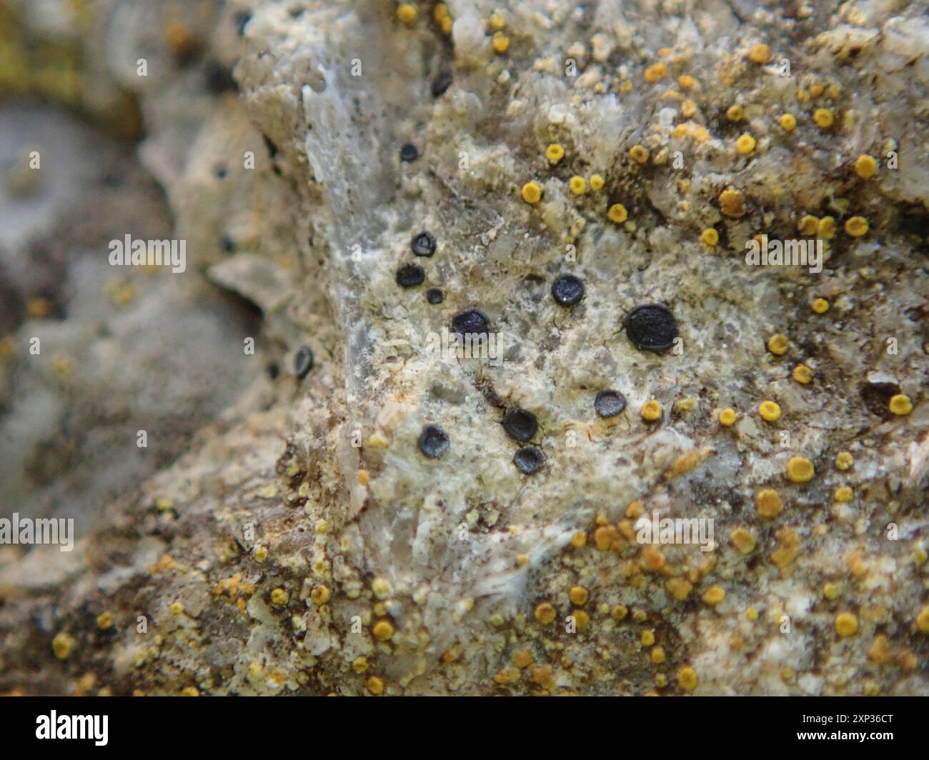 Frosted Grain-spored Lichen (Sarcogyne regularis) Fungi Stock Photo - Alamy