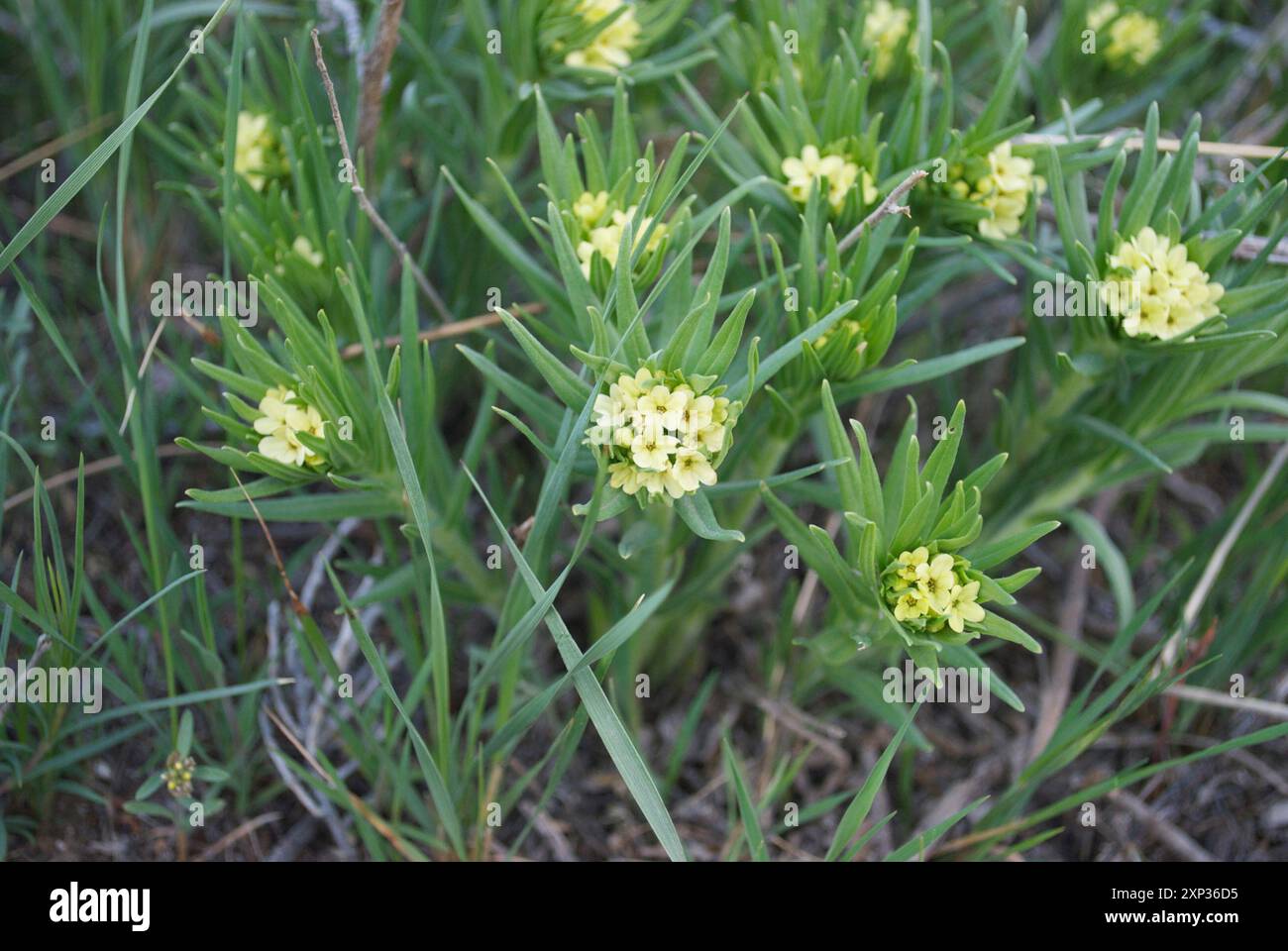 western stoneseed (Lithospermum ruderale) Plantae Stock Photo - Alamy