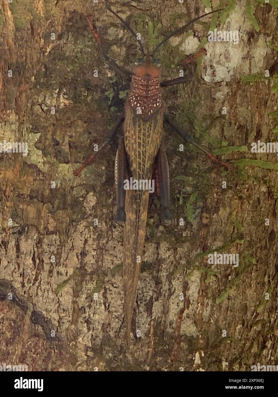 giant red-winged grasshopper (Tropidacris cristata) Insecta Stock Photo ...