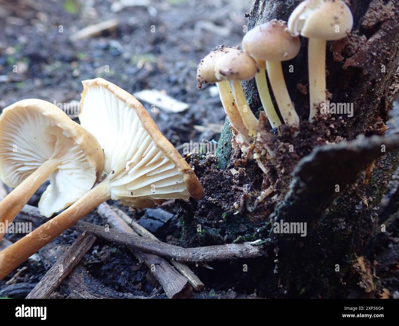 Velvet Foot (Flammulina velutipes) Fungi Stock Photo - Alamy