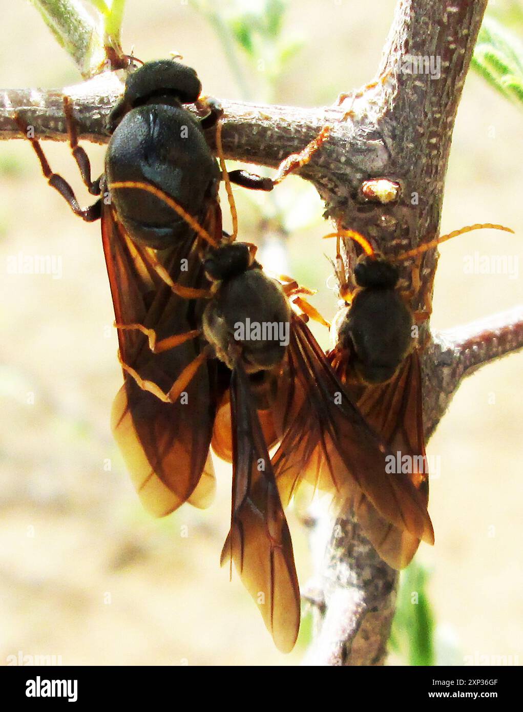 Carebara ant hi-res stock photography and images - Alamy