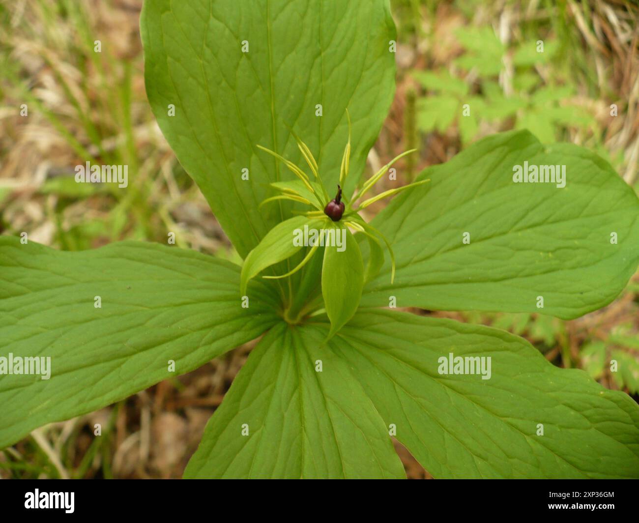 Verticillate hi-res stock photography and images - Alamy