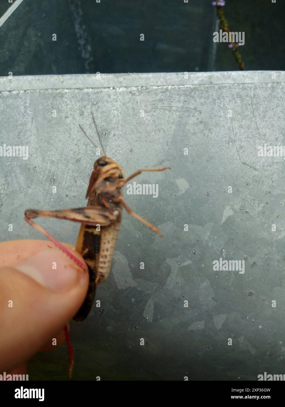Australian Yellow-winged Locust (Gastrimargus musicus) Insecta Stock ...
