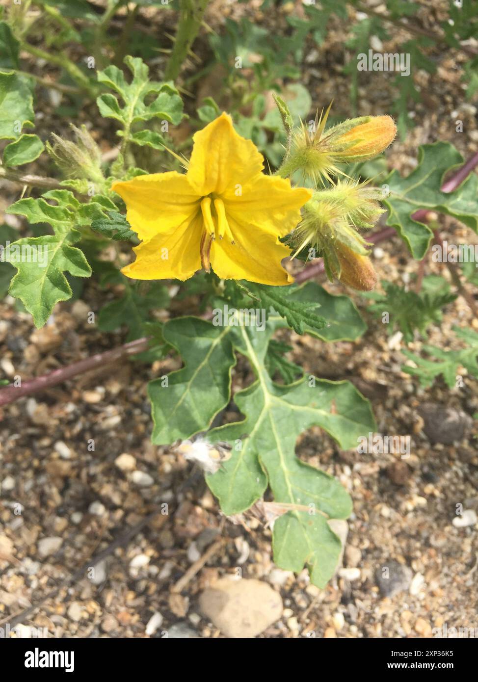 buffalo-bur (Solanum rostratum) Plantae Stock Photo - Alamy